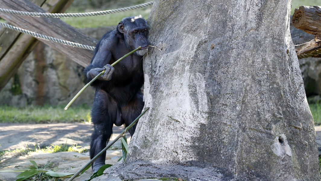 13 remarkable examples of animal tool use