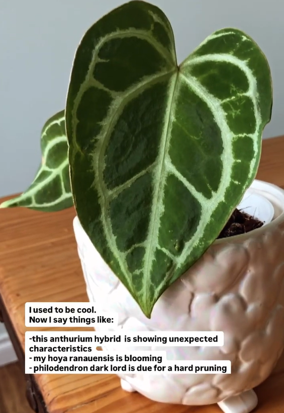 Rapid plant growth moments in anthurium and hoya care explained