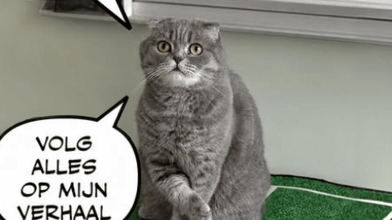 Vergeet Paul de octopus: kat Maximus van premier De Wever voorspelt ook ...