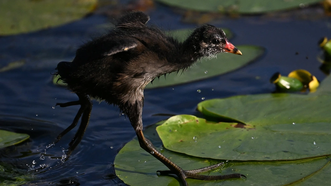 Experts share new guidelines for aiding baby birds