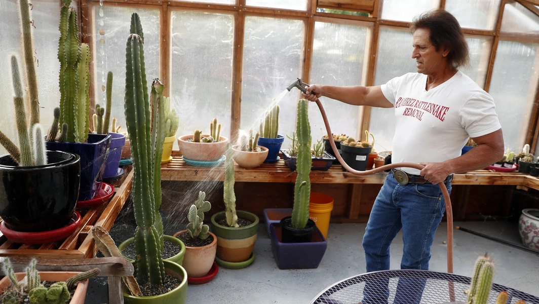 Cactus care secrets every plant lover needs