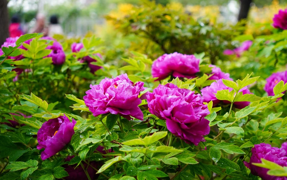Peony care secrets for next year’s dreamy blooms