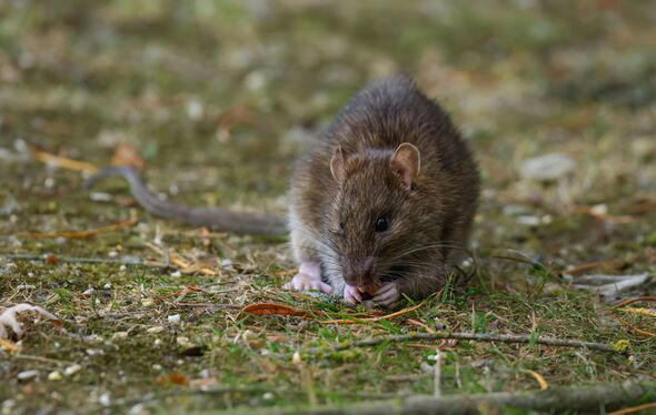 Rats will avoid your garden and leave plants alone with £1.47 ...