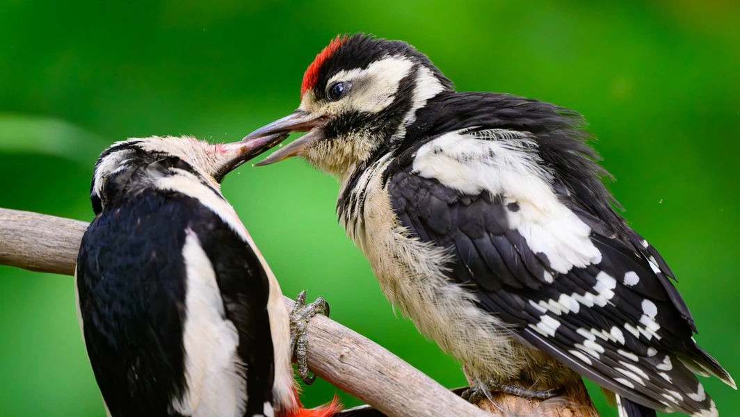 Experts share new guidelines for aiding baby birds