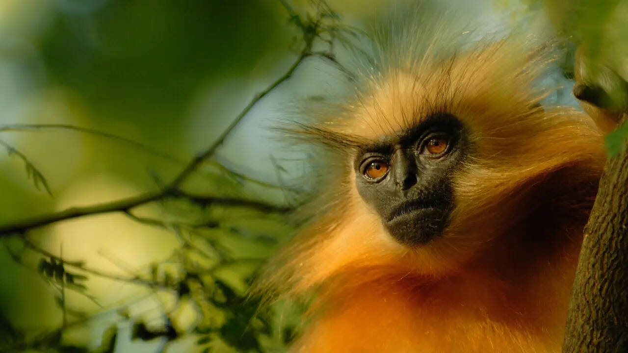 From India's newest discovery to iconic: 10 monkey species found in ...