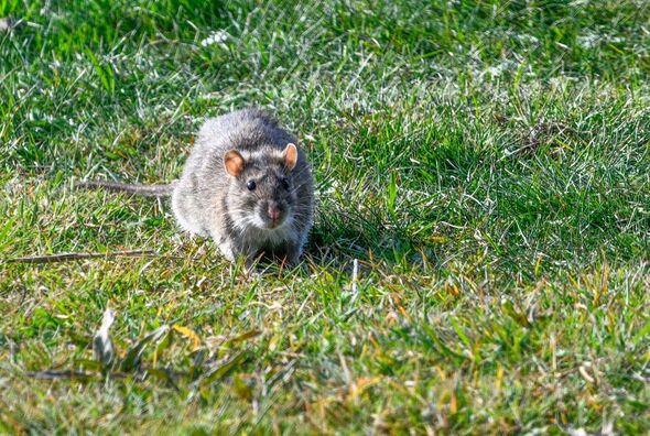 Rats will avoid your garden and leave plants alone with £1.47 ...