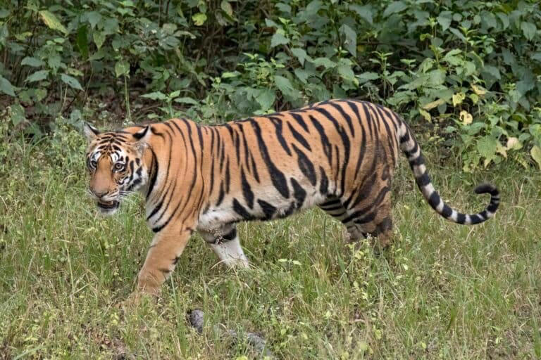 Cambodia wants its tigers back. So it plans to import Bengal tigers ...
