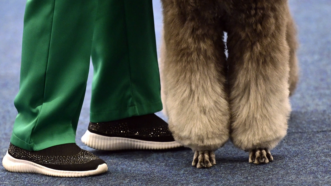 19 dog breeds that are easy to train
