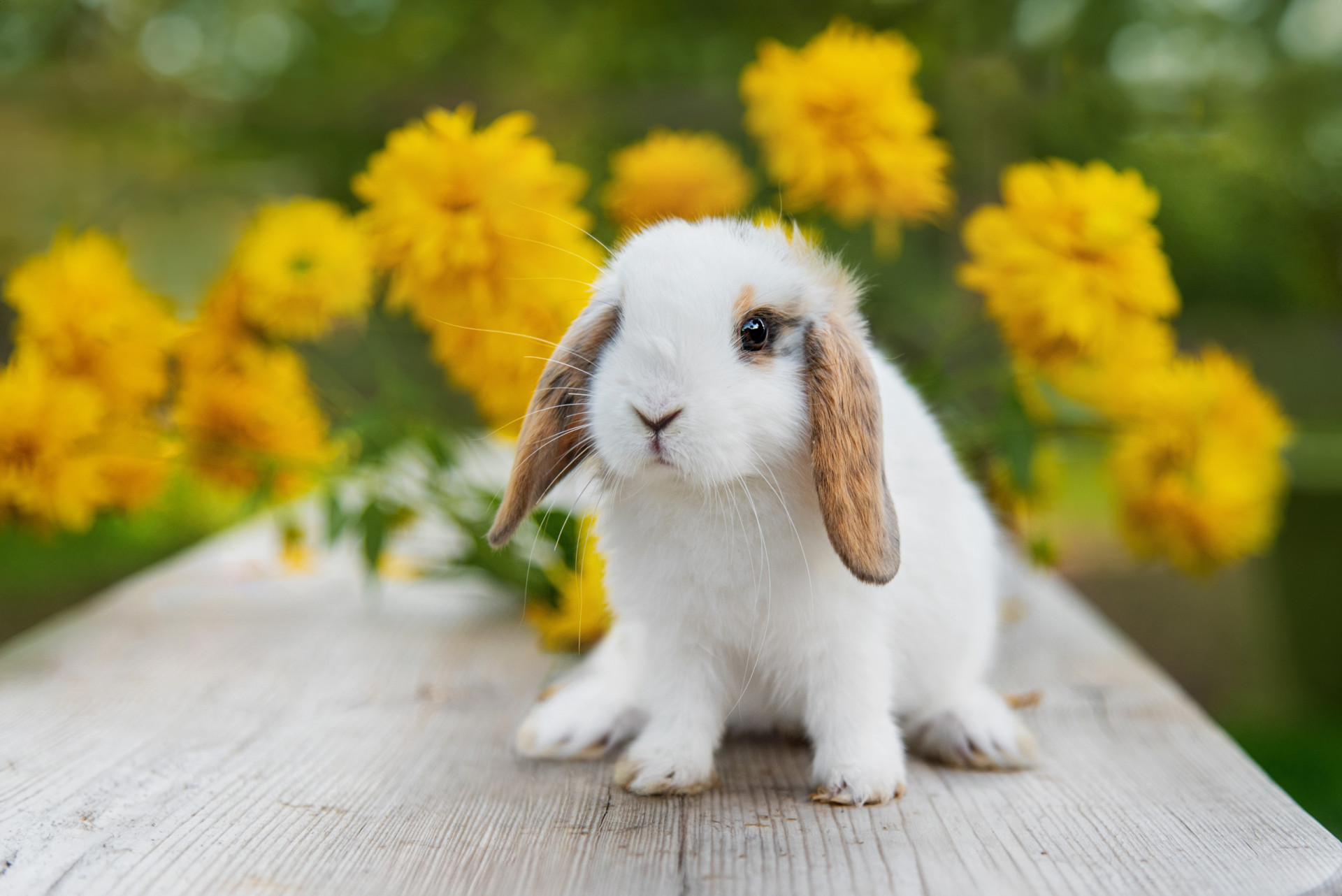 Dieren in dromen: hun symbolische betekenissen