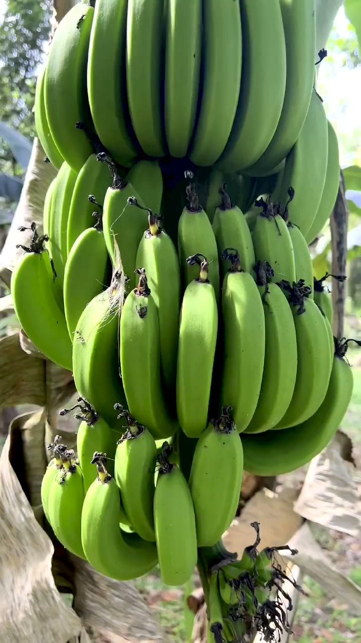 Someone’s been stealing my banana