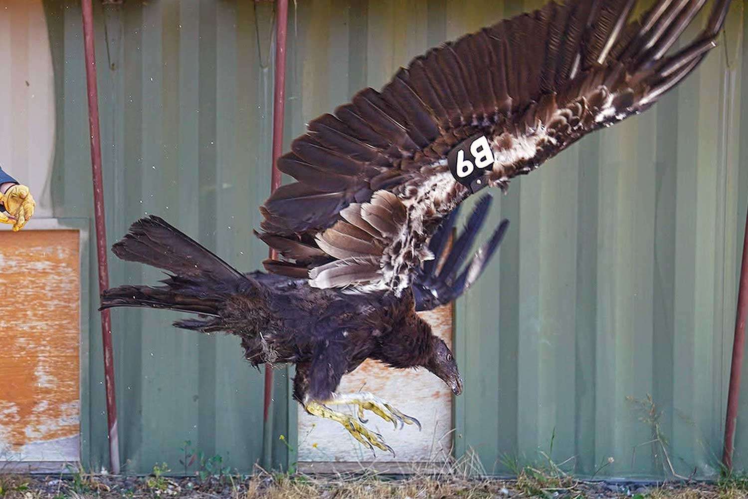 California condor flies into Oregon for first time in more than a century