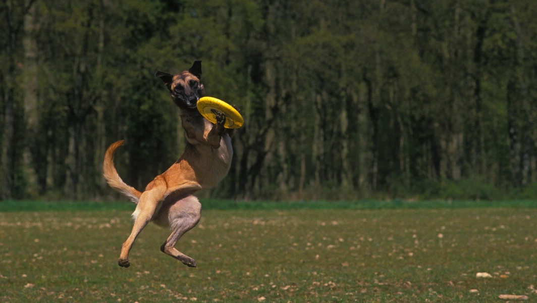 11 dog breeds for experienced, confident owners