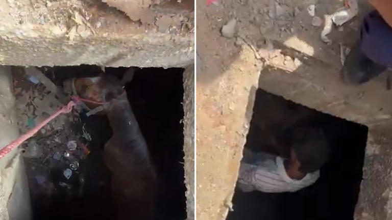 Vadodara shocker! Viral video shows horse plunging into drain after ...