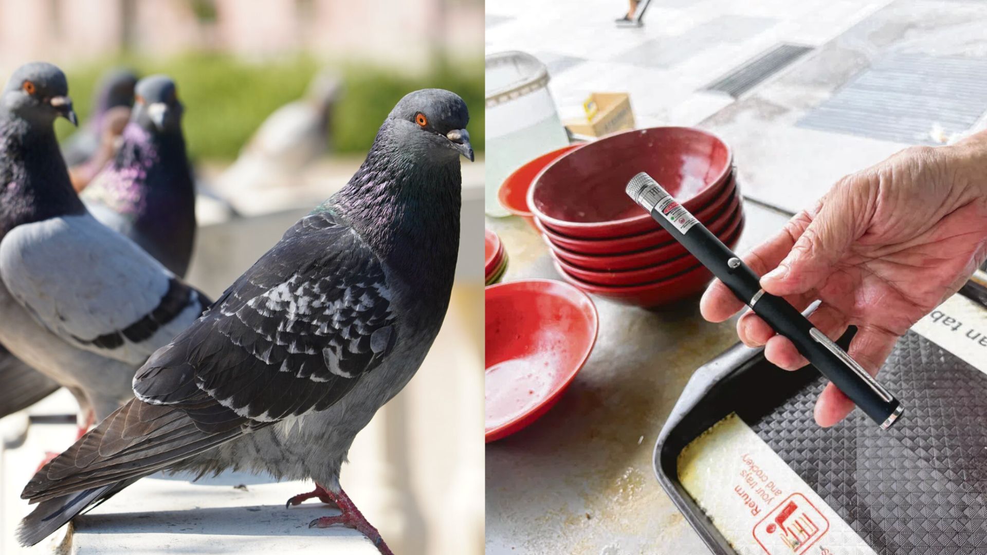 New way to scare away wild birds: Food vendors now use laser pointers ...