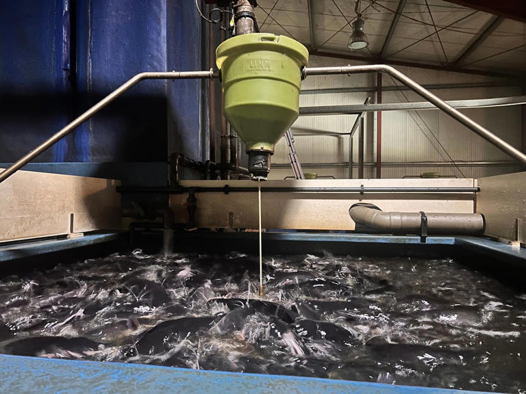 Der Fisch, der über Land läuft – und bald in Supermärkten und ...