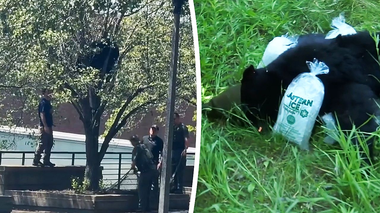 Black bear draws crowd and police response after climbing tree at ...