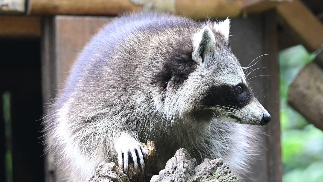 Urban raccoons show shorter snouts, raising domestication questions