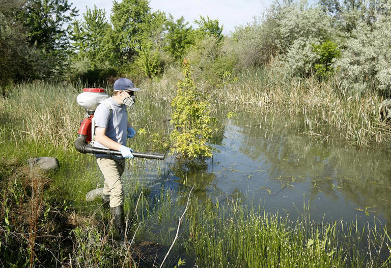 Dead birds in Benton County. 1st West Nile virus in WA in 2026