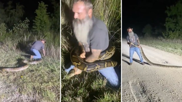 Man bare-hands a 15-foot Burmese python in the Everglades before it ...