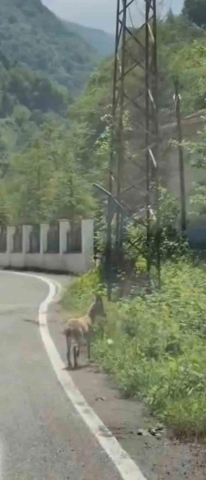 Trabzon’da ilk kez görüntülendi; çengel boynuzlu dağ keçisi yavrusu ...