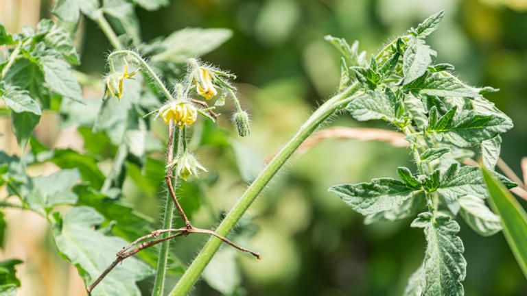 Why is my tomato plant wilting? 5 common causes and how to fix it