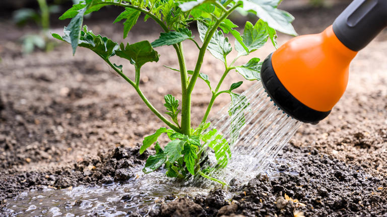 Why is my tomato plant wilting? 5 common causes and how to fix it