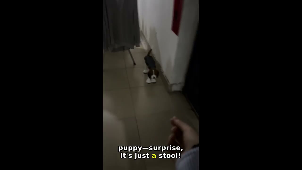 Woman mistakes dog-shaped stool for real pup in Hunan hallway