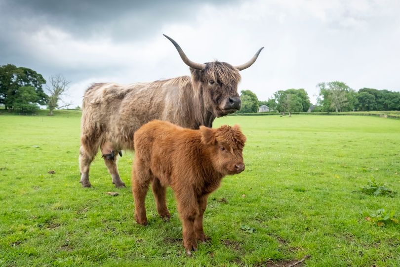 Adorable baby Highland cows arrive at museum just outside Glasgow