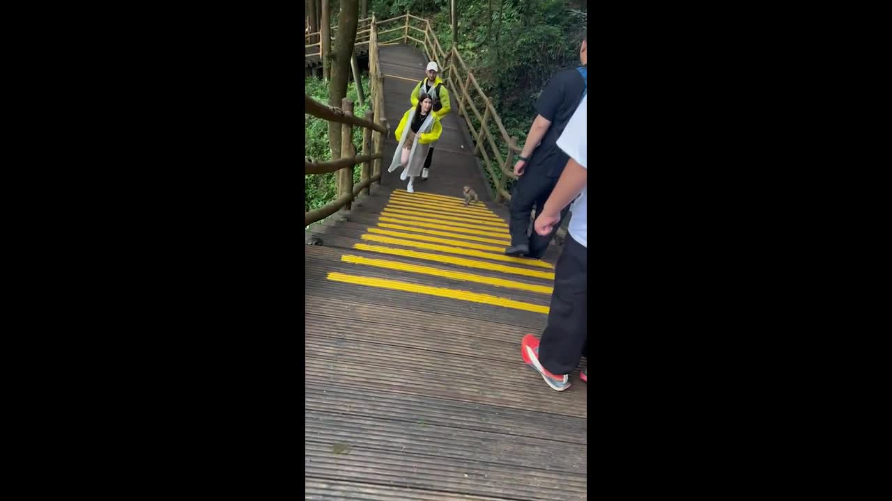 Family warn tourists to keep bags away from wild monkeys