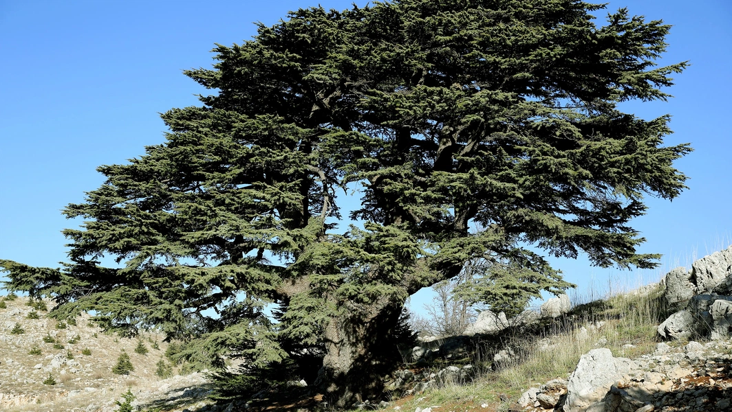 Exploring the biblical behemoth