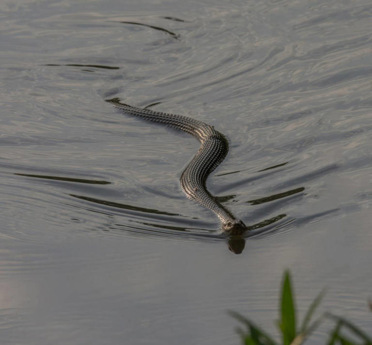 Michigan has more rattlesnakes in lakes than you think—here are 6 ...