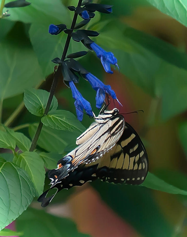 On gardening: Rockin Blue Suede Shoes provides valuable nectar from ...