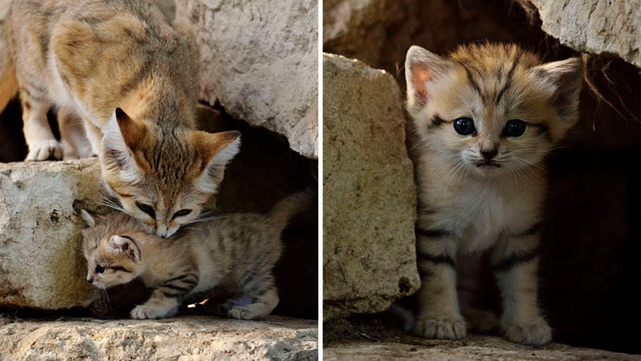 Turns out there’s a species of wild cat whose adults look like kittens ...
