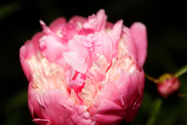 At Sobieski peony farm, you cut your own bouquets while they last