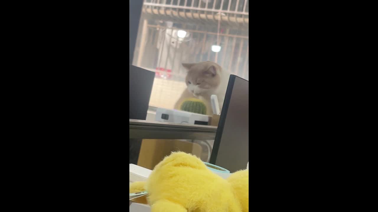 Curious cat attempts to bite cactus in Guangdong, China