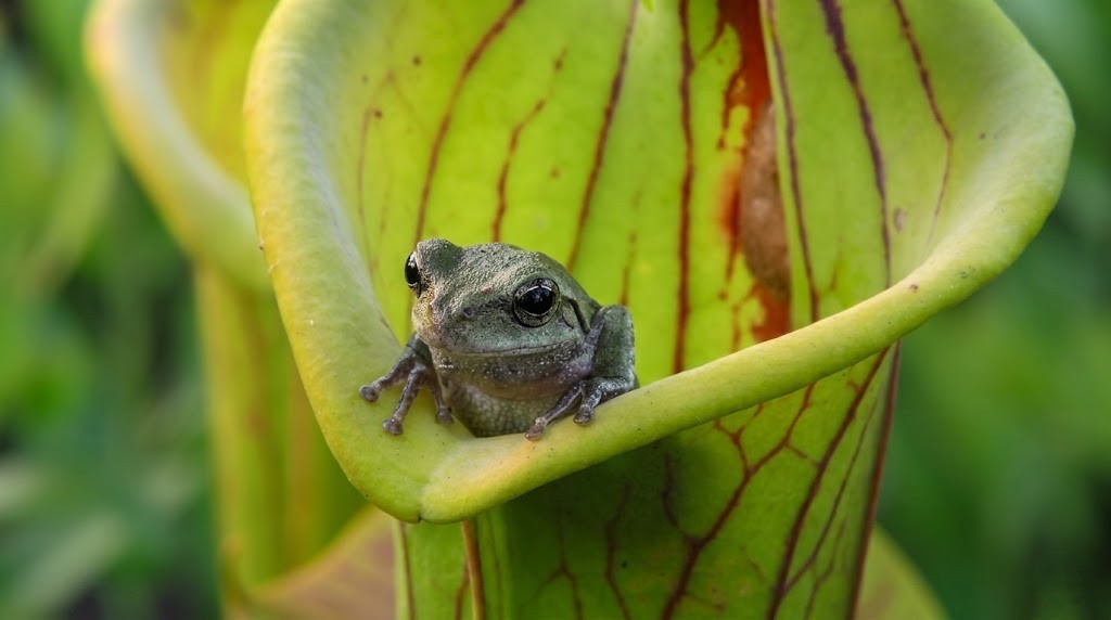Watch what happens when a plant becomes a landlord