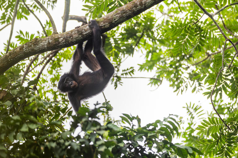 Four years to earn their trust: Habituating bonobos in DRC’s Salonga ...
