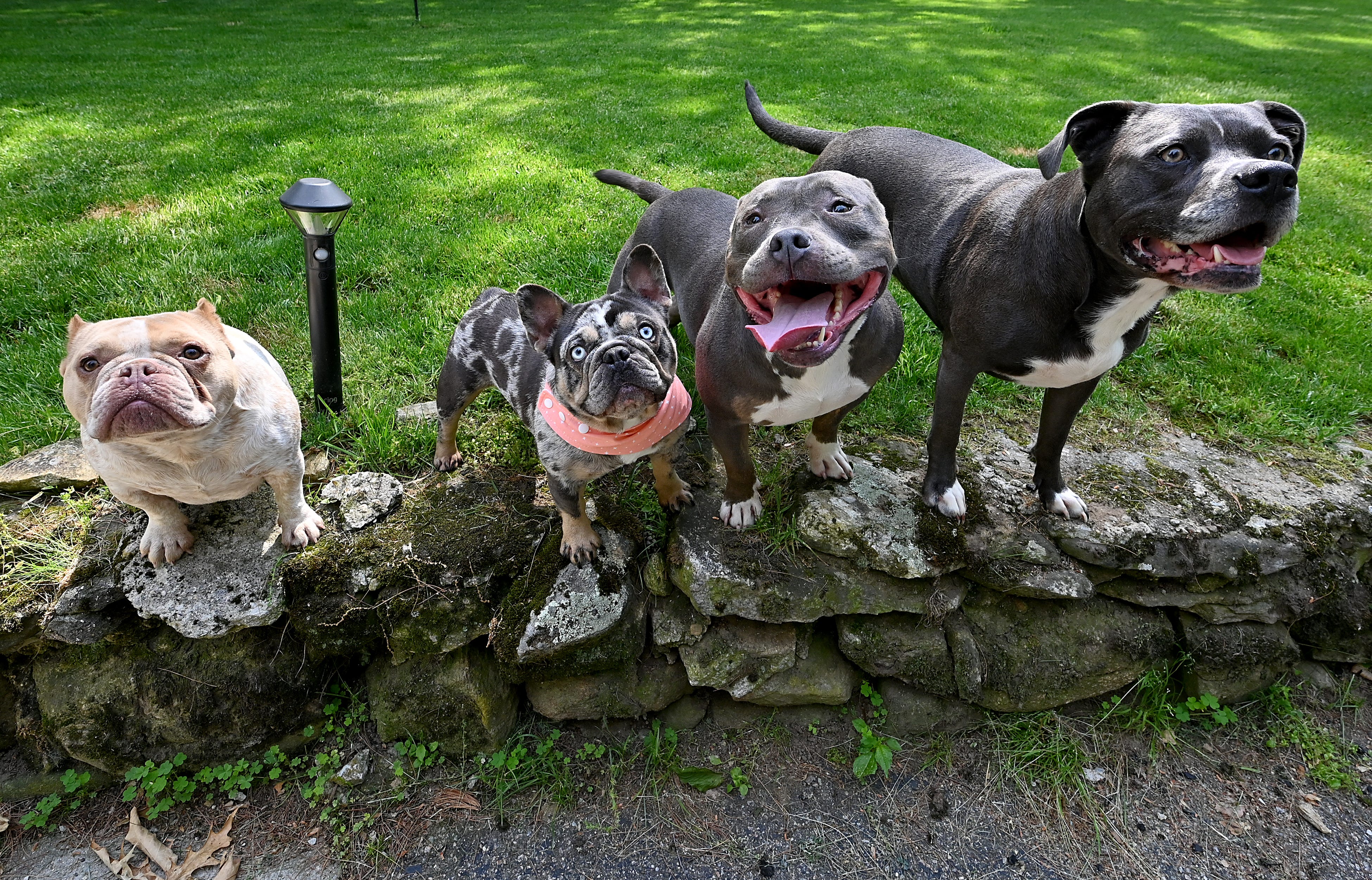 Bulldog rescued from Webster home needs corrective surgery