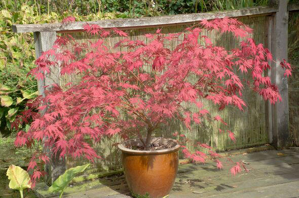 Anyone with Japanese maples urged to do 3 key tasks to stop scorching ...