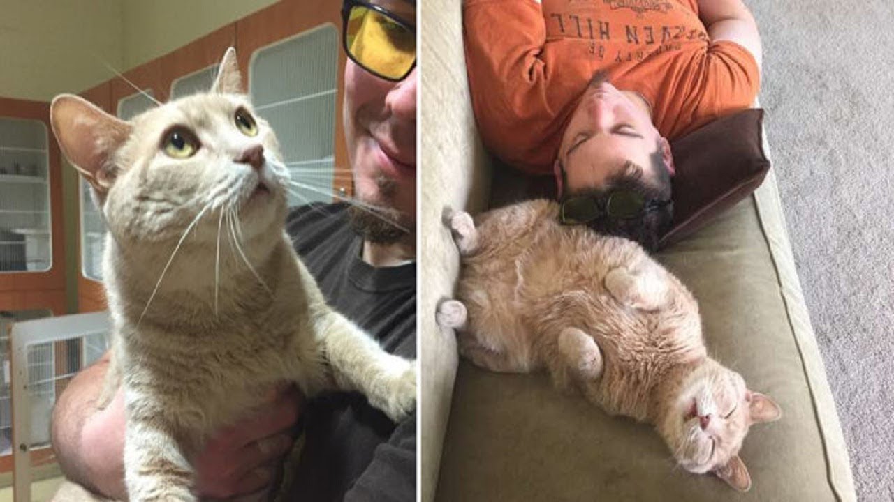 After 4 long months, this 6 year old cat finds love and happiness!