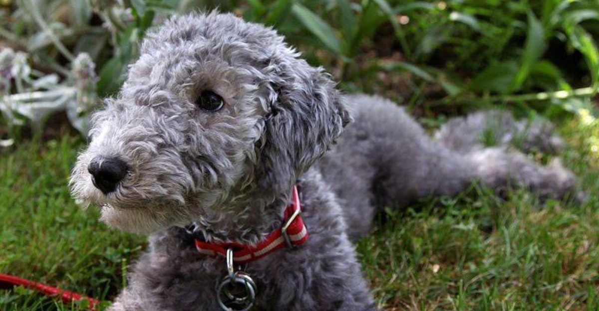 13 wildly unique dog breeds with personalities people become obsessed with