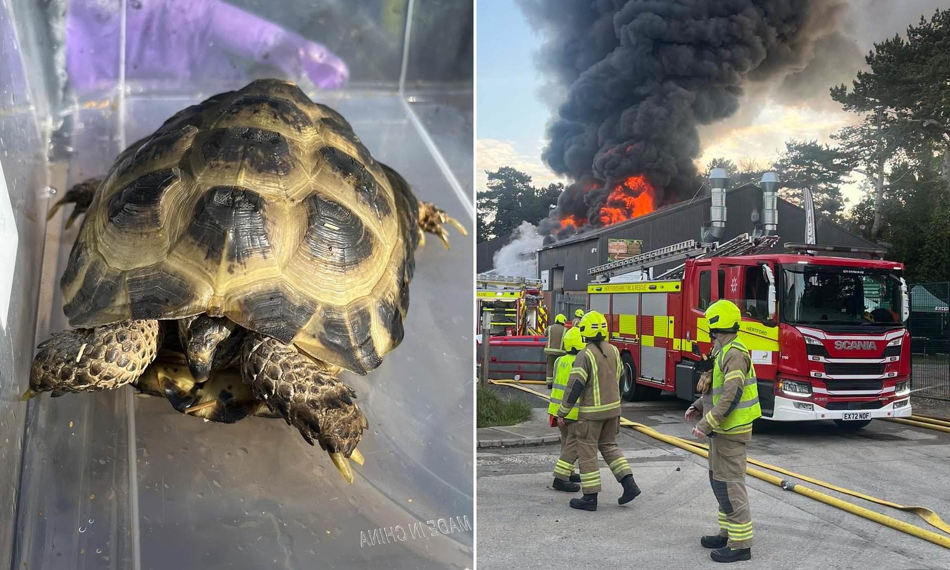Children's zoo destroyed in fire did not have a licence as it emerges ...