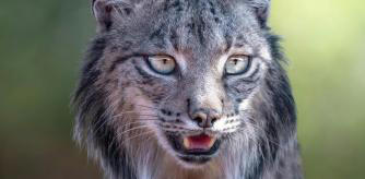 El lince ibérico alcanza cifras récord, pero siguen amenazados por los ...