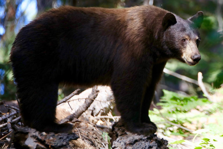 California cyclist crashes into ‘surprised’ black bear during ride