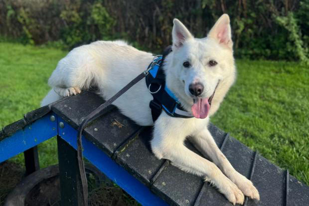 RSPCA Warrington issue appeal as timid rescue dog seeks forever home