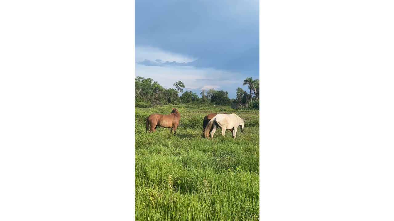 White and brown horses grazing peacefully in lush green tropical meadow