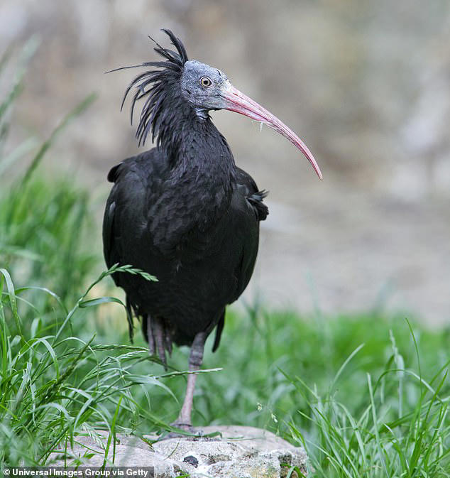 Couple teach birds to migrate to Spain by flying 1,600 miles alongside ...