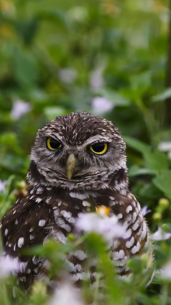 Tiny but fierce burrowing owl up close