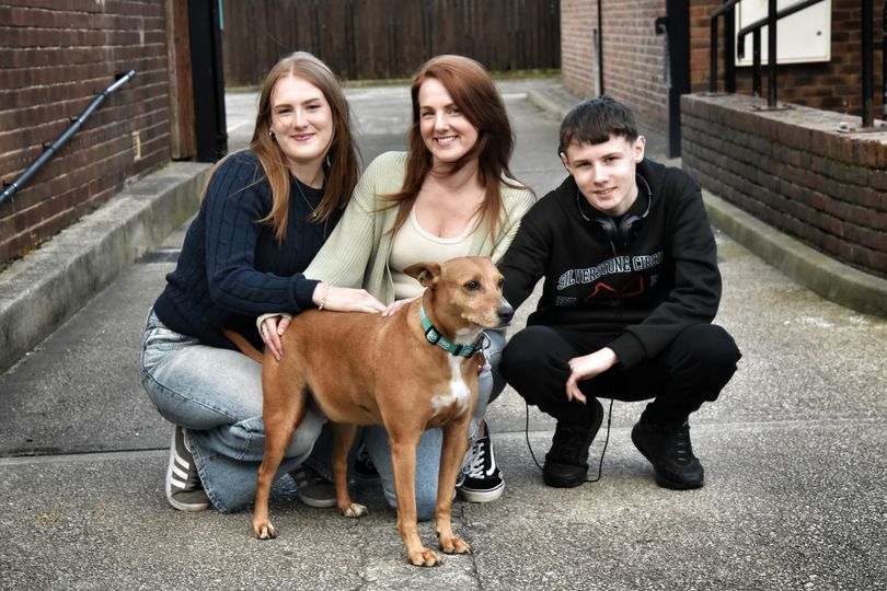 Dog left with horrific injuries after mystery Lancashire woodland walk ...