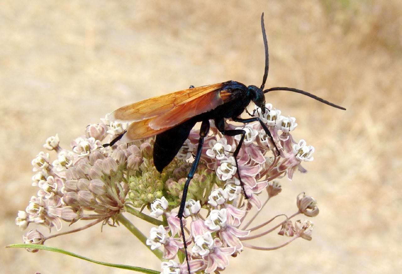Top 5 most venomous animals in Arizona. See how deadly their bites are